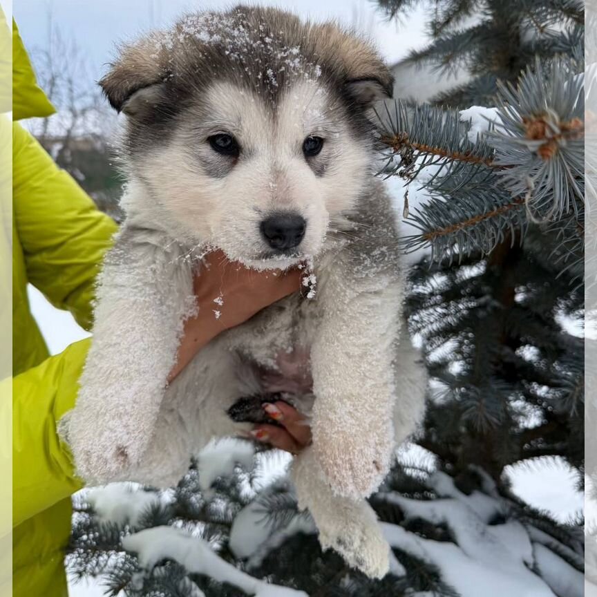 Аляскинский маламут, щенок