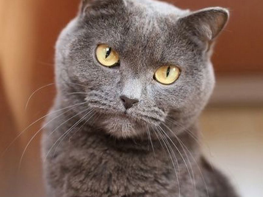 Муся просто совершенство