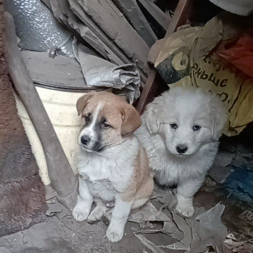 Щенок в добрые руки