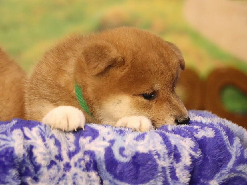 Щенки сиба шиба ину