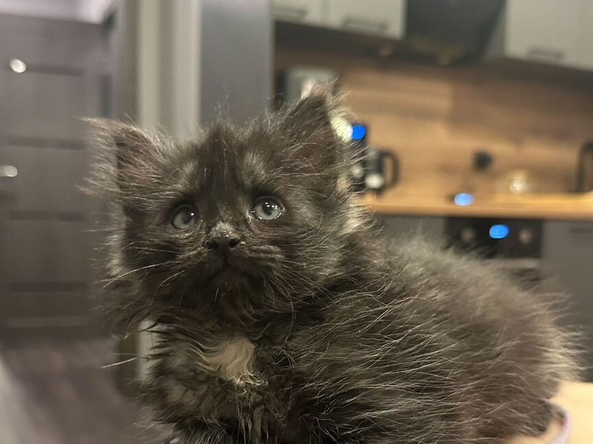Котенок (беспородный)