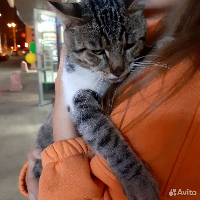 Самый грустный котик