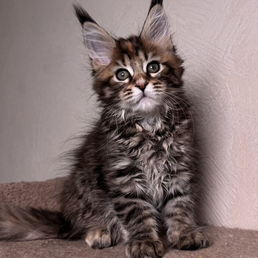 Мейн-кун котёнок