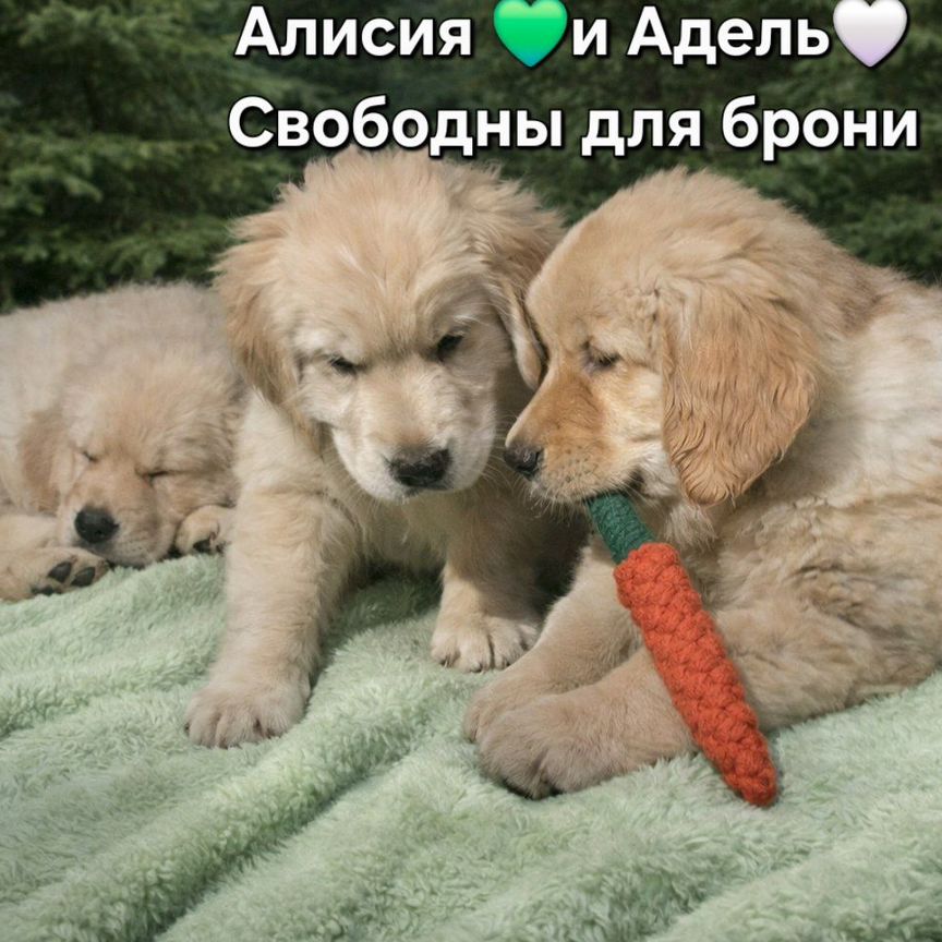 Золотистый ретривер, щенок