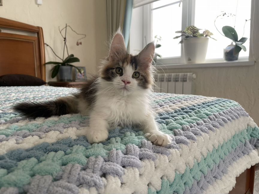 Чудо-кошечка мейн кун