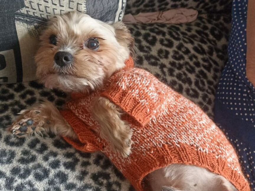 Свитер для собаки