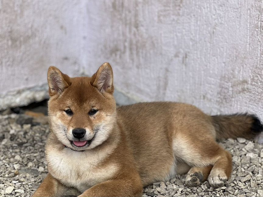 Щенки сиба ину