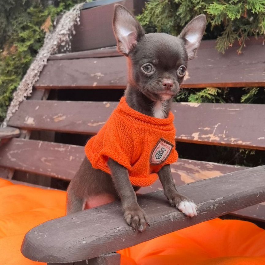 Чихуахуа, щенок