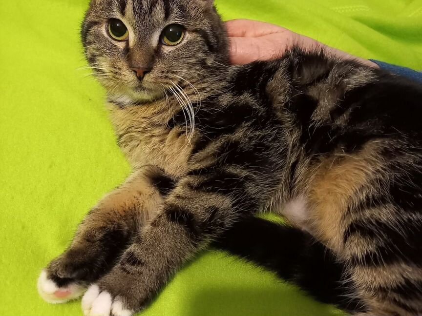 Милая, пухлая кошечка ищет дом