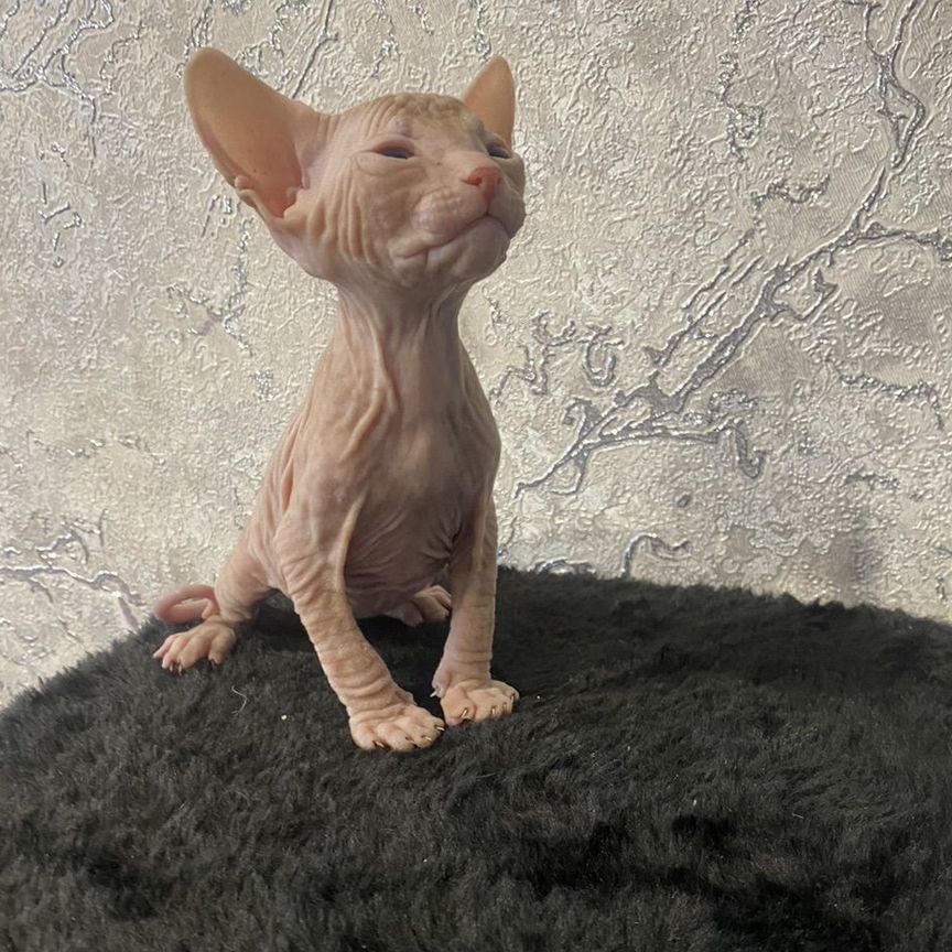 Донской сфинкс котёнок