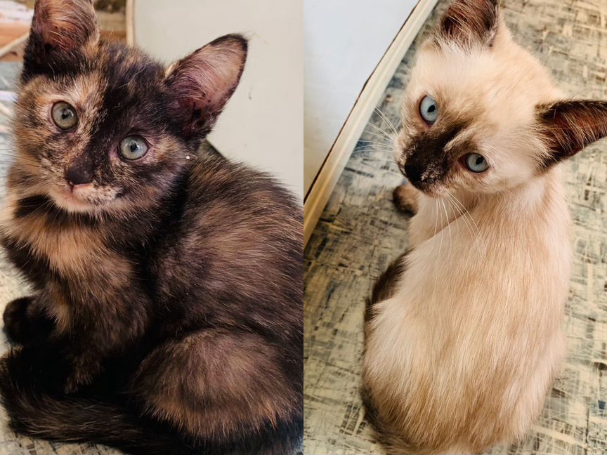 Котята в добрые руки