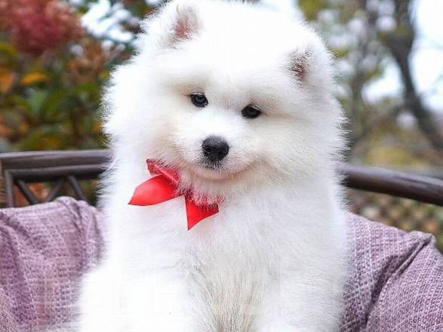 Самоедская лайка щенки