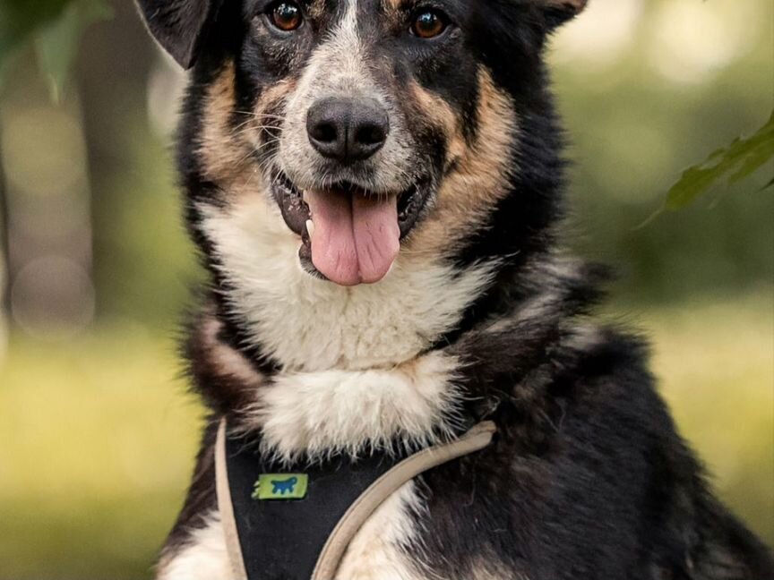 Собака в добрые руки