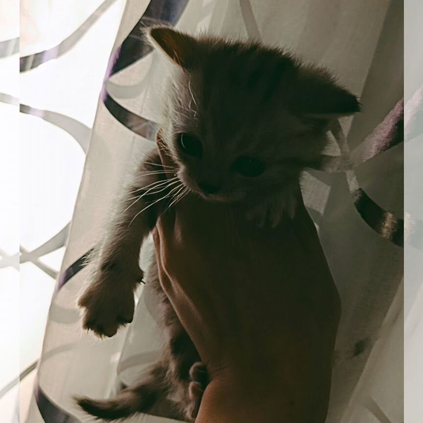Британский котенок