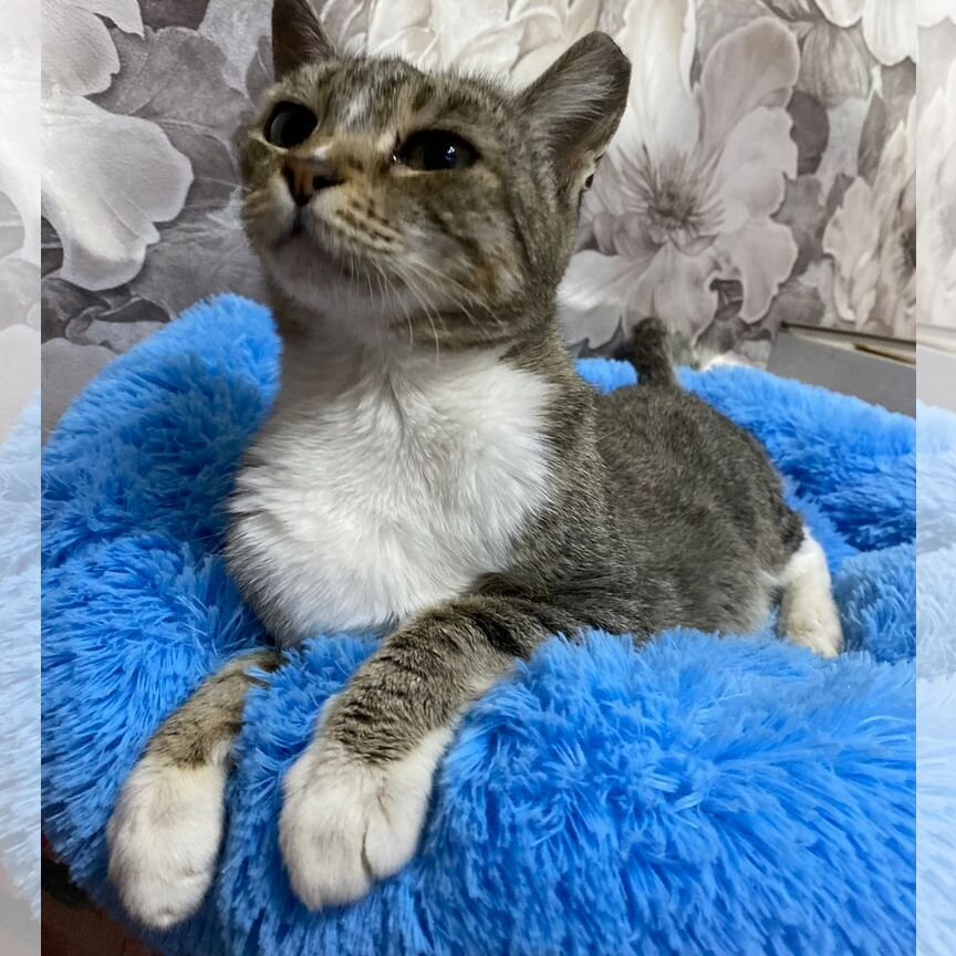 Взрослая кошка в добрые руки