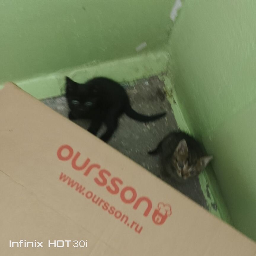 Котята в добрые руки бесплатно