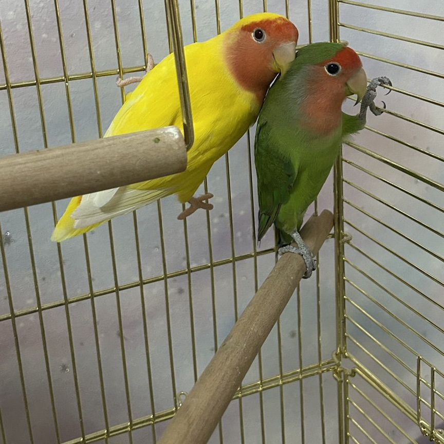 Попугай неразлучники с клеткой