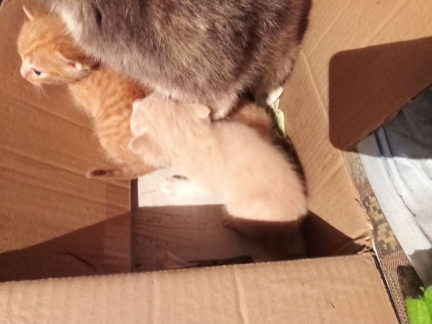 Котята рыжие чёрные бежевые