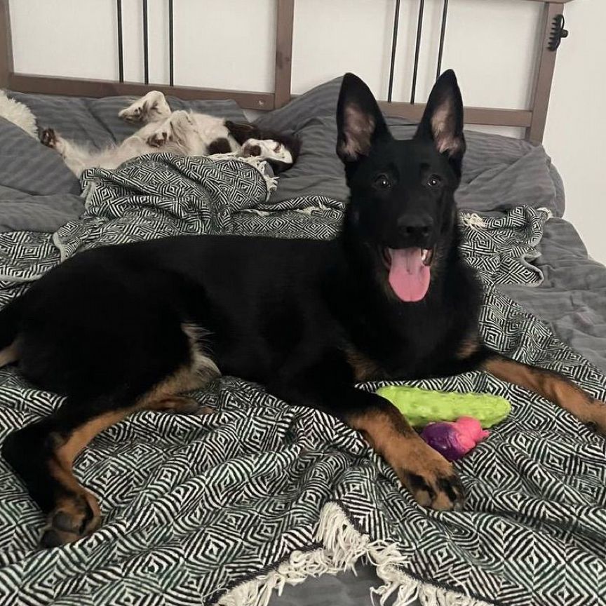 Немецкая овчарка, щенок