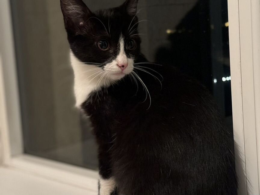 Кошкечка-подросток в добрый руки