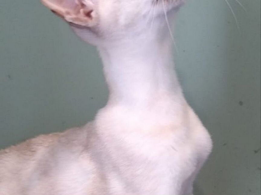 Ориентальная кошка