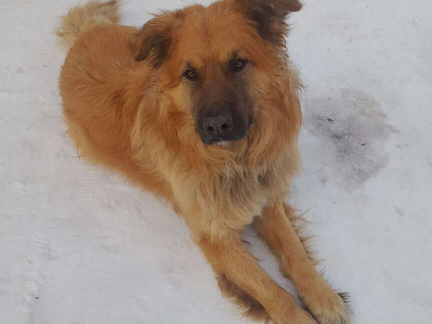 Собачка, тошка, мальчик