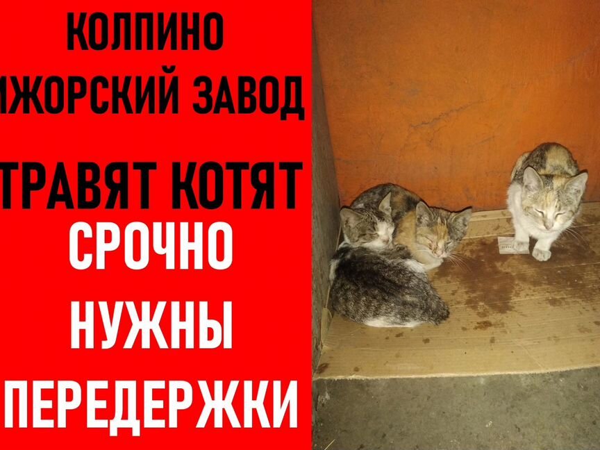 Травят котят на заводе. нужны дома