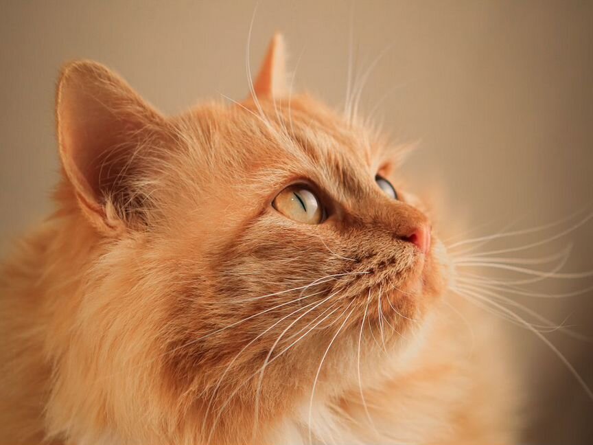 Рыжая кошечка Злата