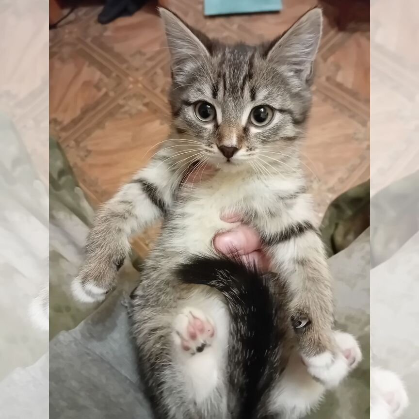 Котёнок в добрые руки