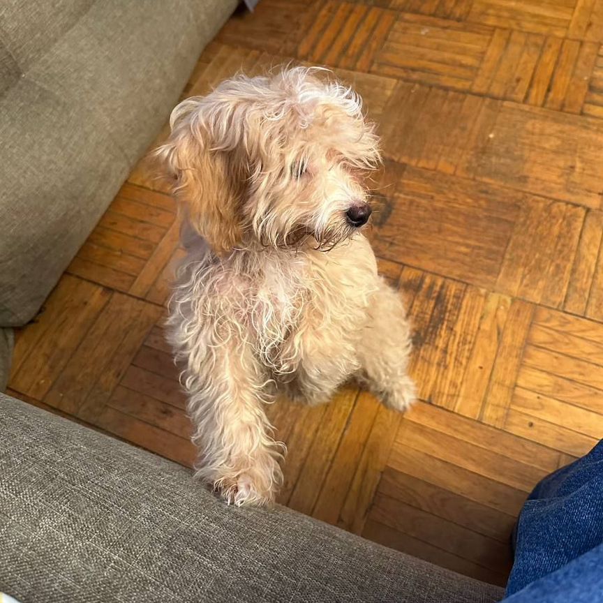 Мальтипу, щенок