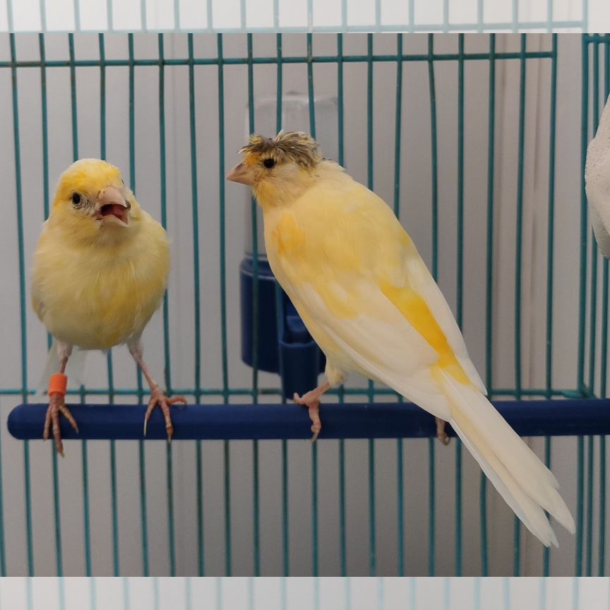 Кенар и канарейка с клеткой