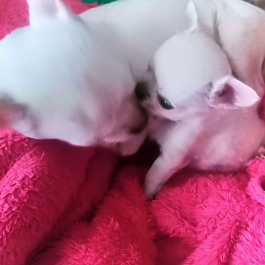 Чихуахуа, щенок