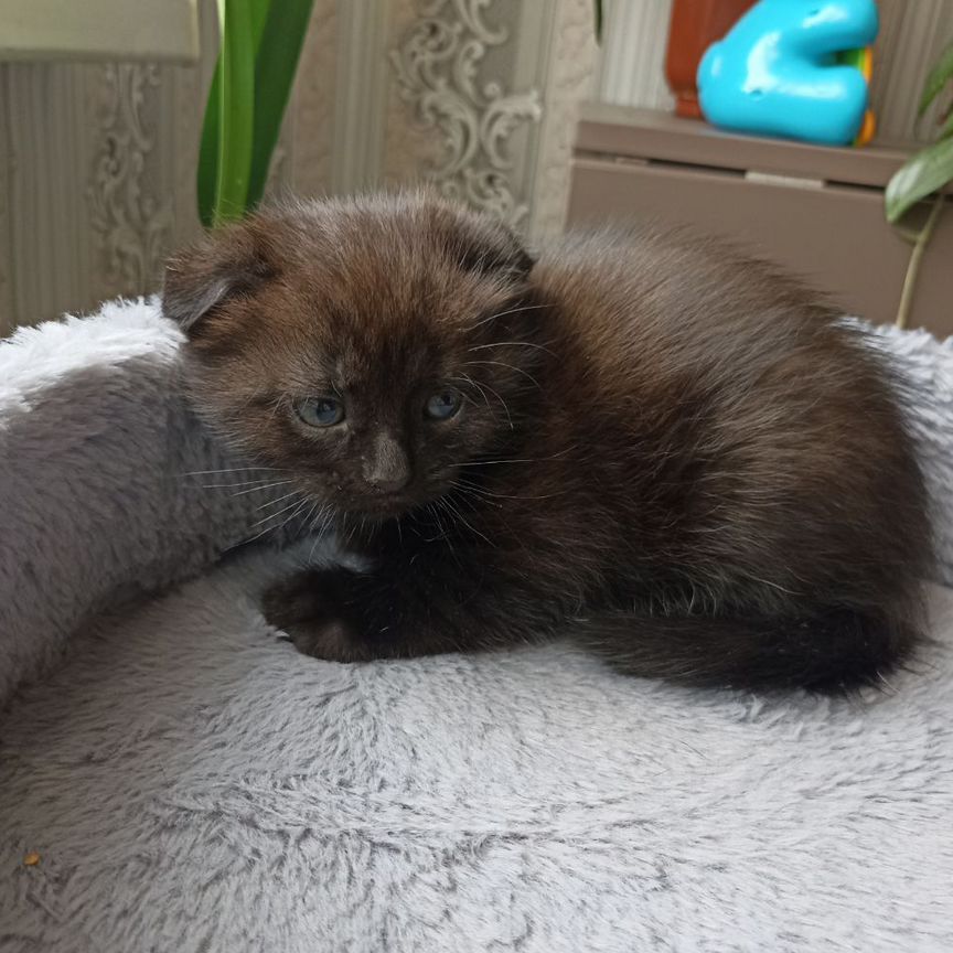 Шотландский вислоухий длинношёрстный котёнок