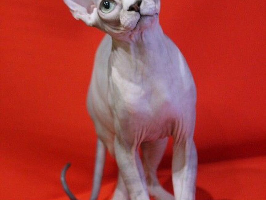 Канадский сфинкс с документами