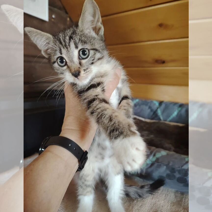 Котёнок в добрые руки