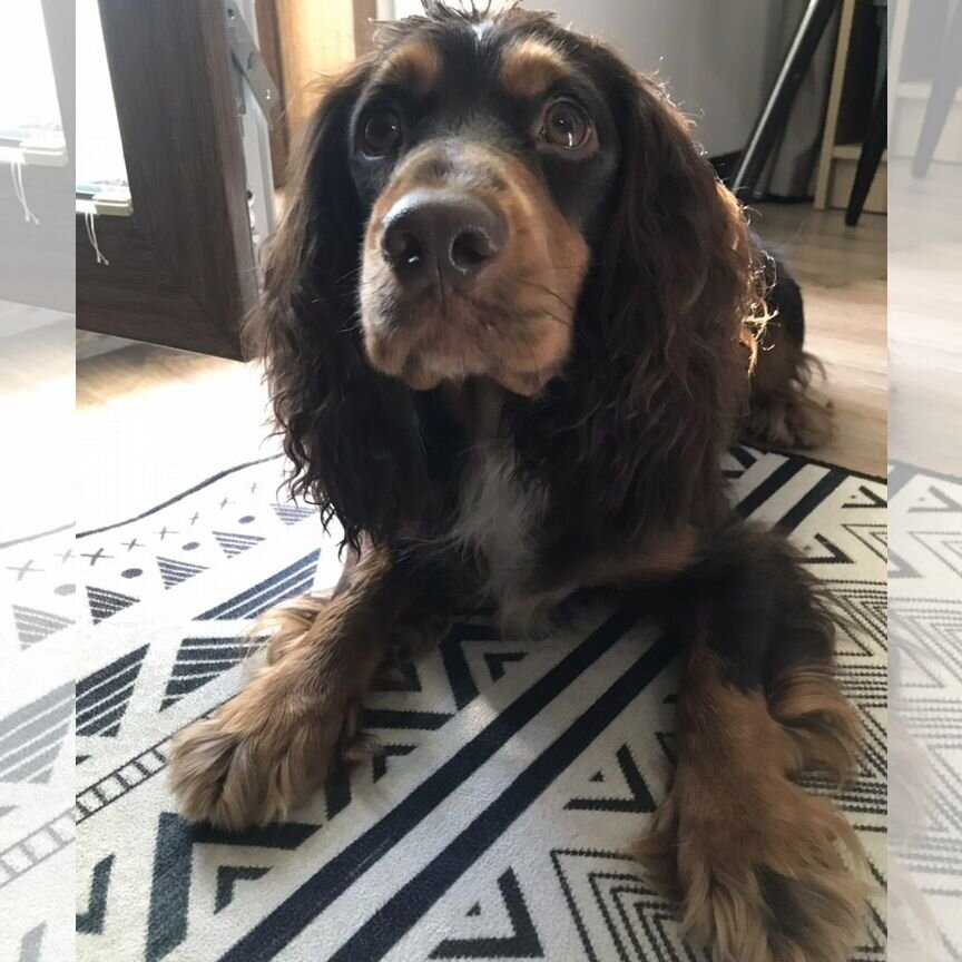 Щенки русского спаниеля