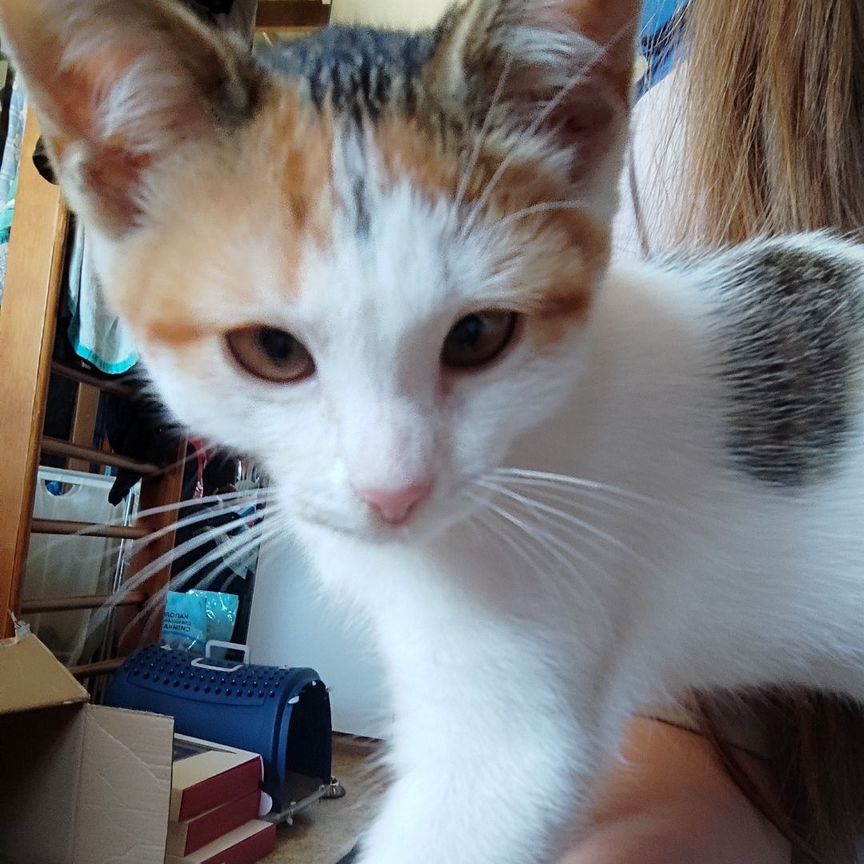 Котенок в добрые руки девочка 2-3мес