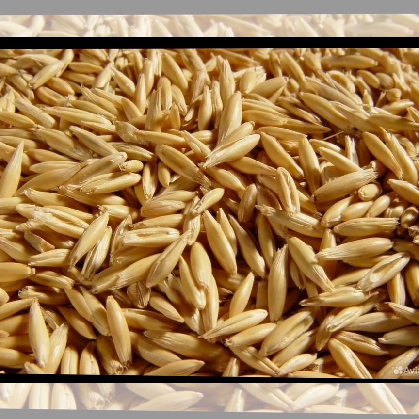 Овес в мешках