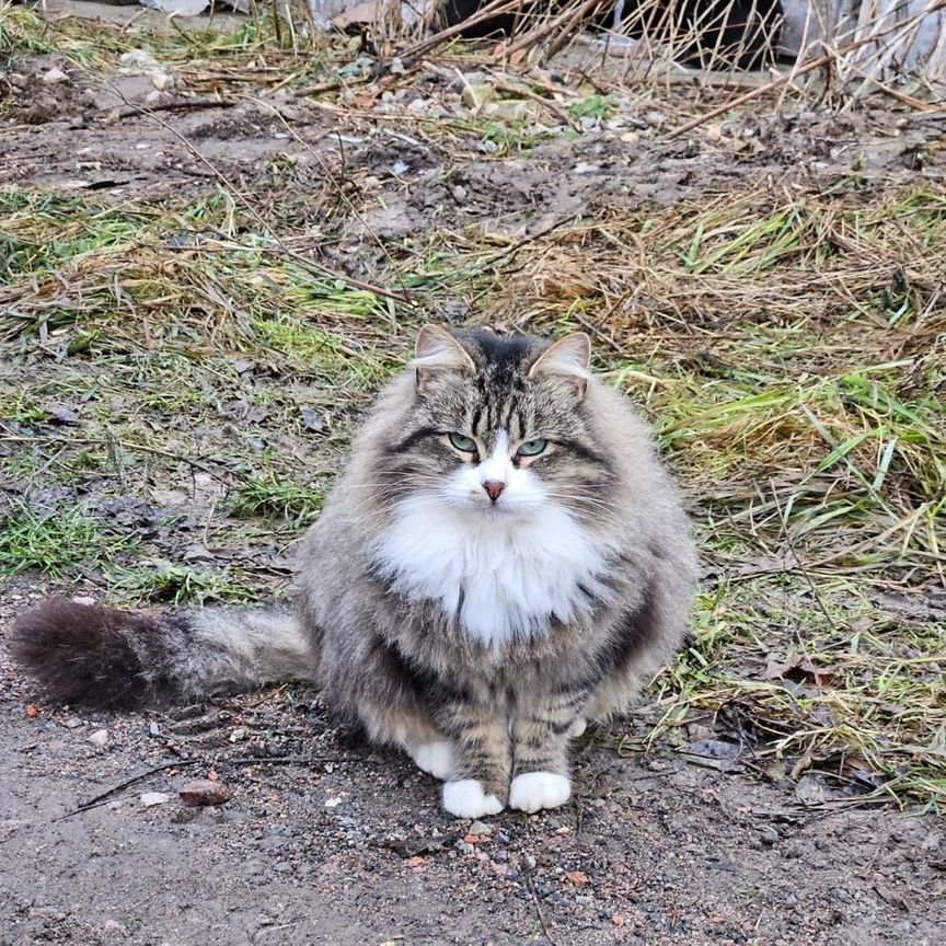 Котик в беде