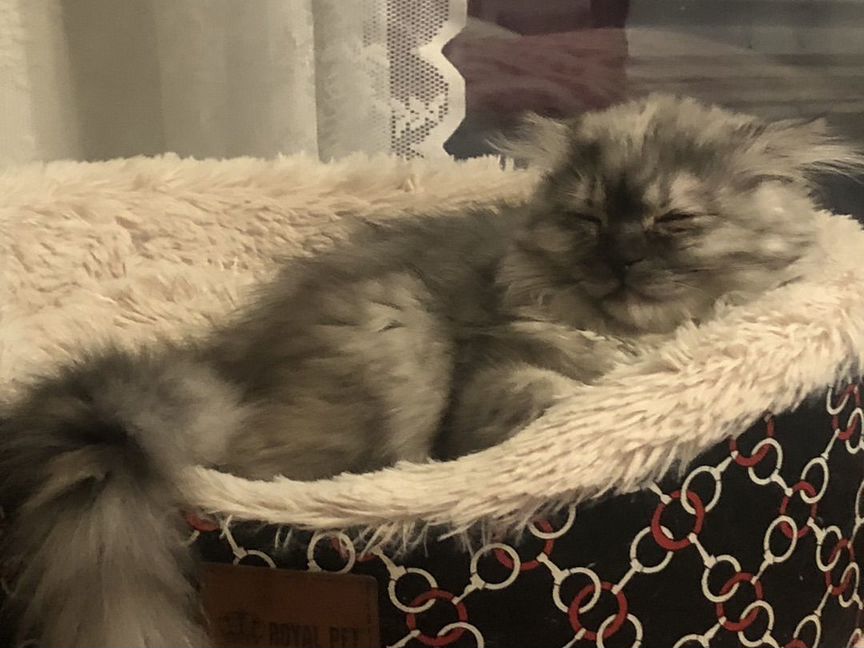 Котенок породистый
