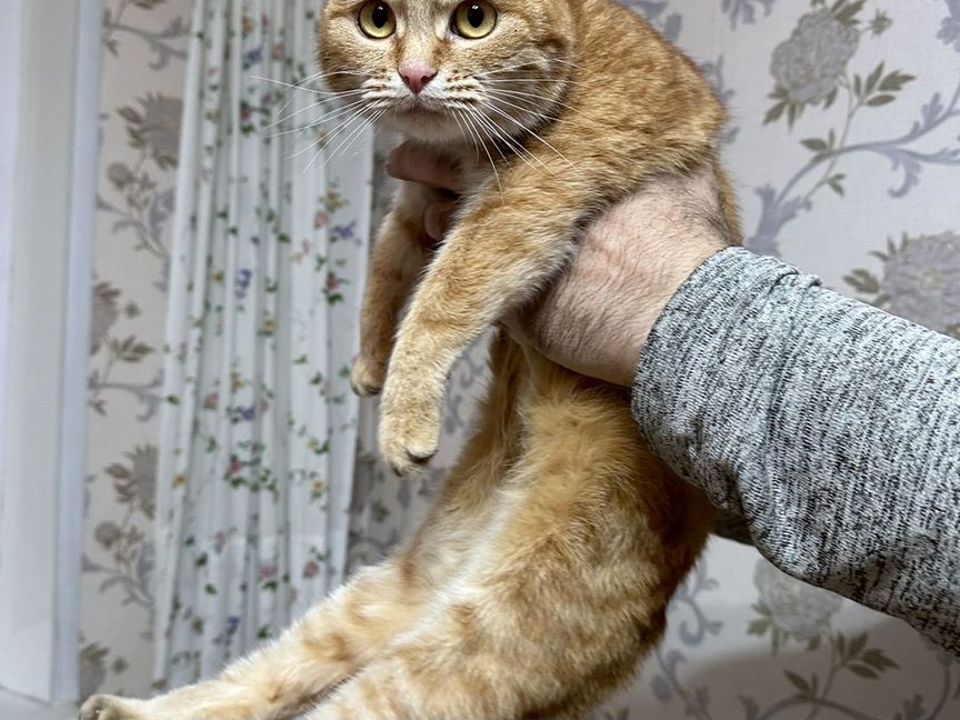 Рыжая кошка в дар