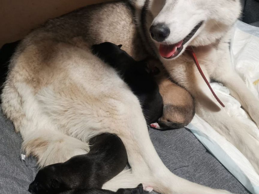 Щенки хаски малыши