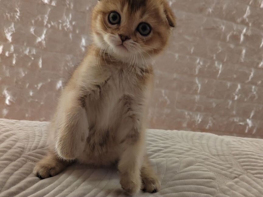Шотландская девочка