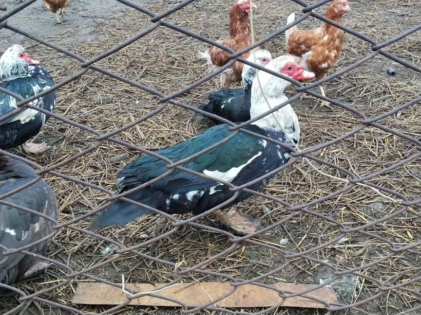 Мускусная утка