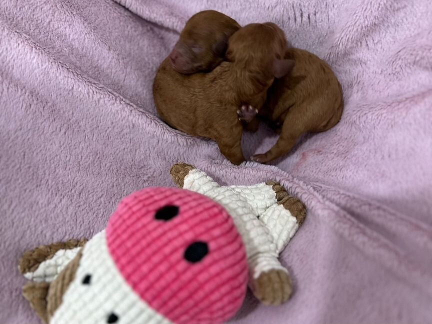 Бронь щенков той пуделя