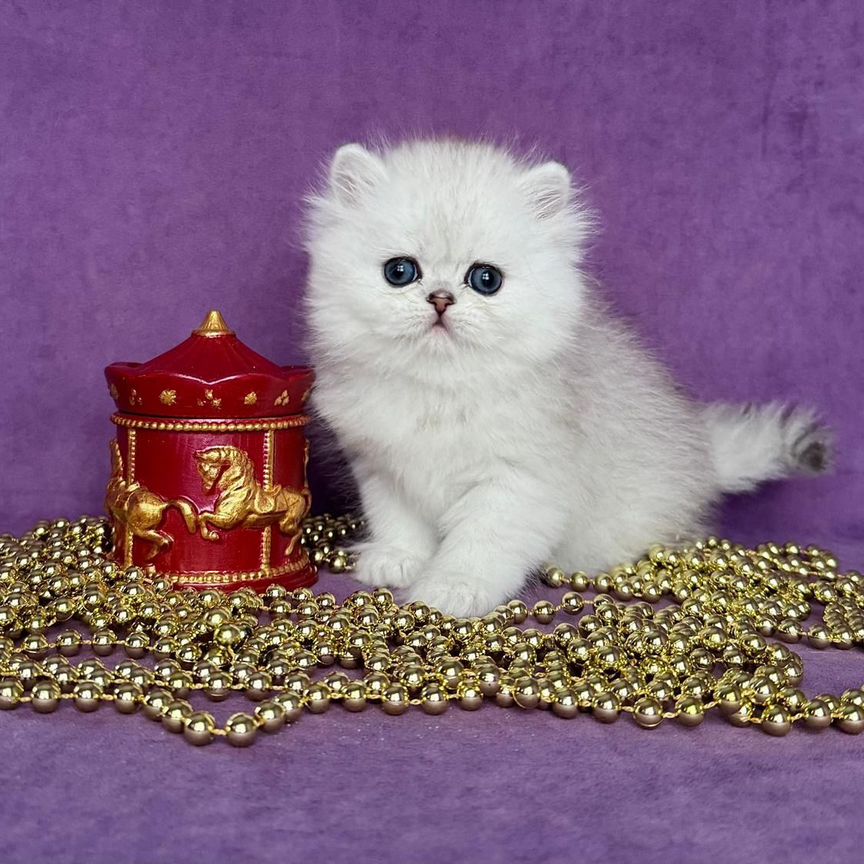 Персидская шиншилла