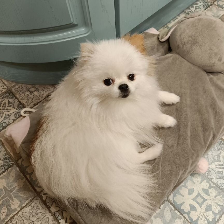 Померанский шпиц мини белый