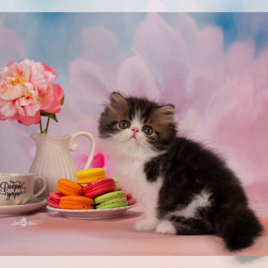 Персидский котенок