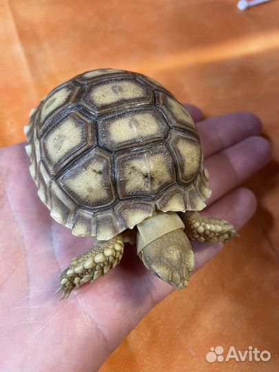 Черепаха африканская шпороносная