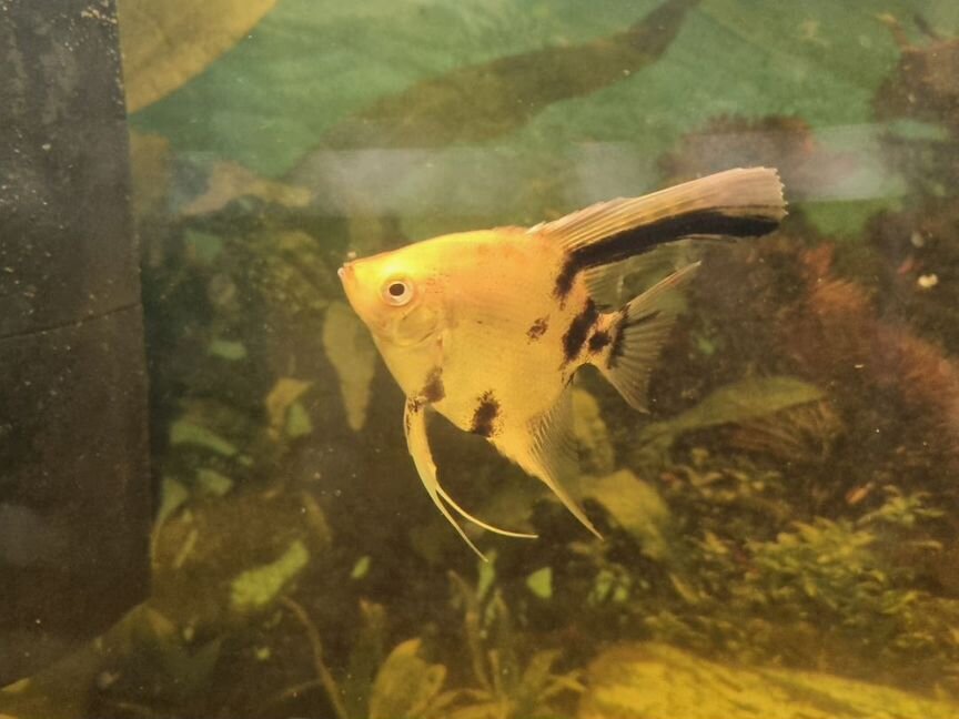 Рыба скалярия отдам бесплатно